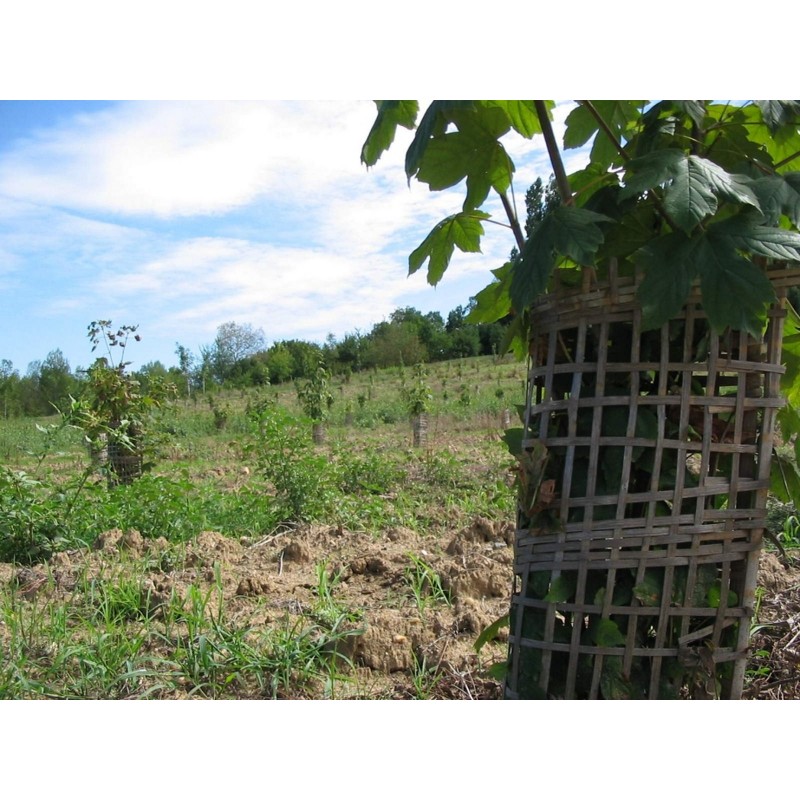 Manchon de protection biodégradable en bambou anti rongeurs - Jardiprotec